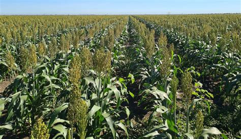 Large Scale Cropping Grazing Enterprise Asking 50 Million Farm Online Act