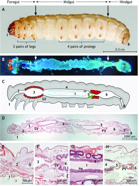 Butterfly Larvae At Anthony Sears Blog