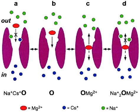 Schematic Diagram Of The Nmda Receptor Purple During Block And Download Scientific Diagram