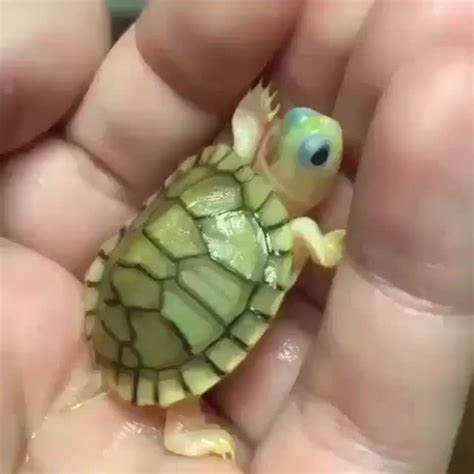 Tiny Turtle Unit R Tinyunits