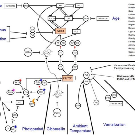 Expression Patterns Of Co And Ft Mrna A Schematic Representation Shows