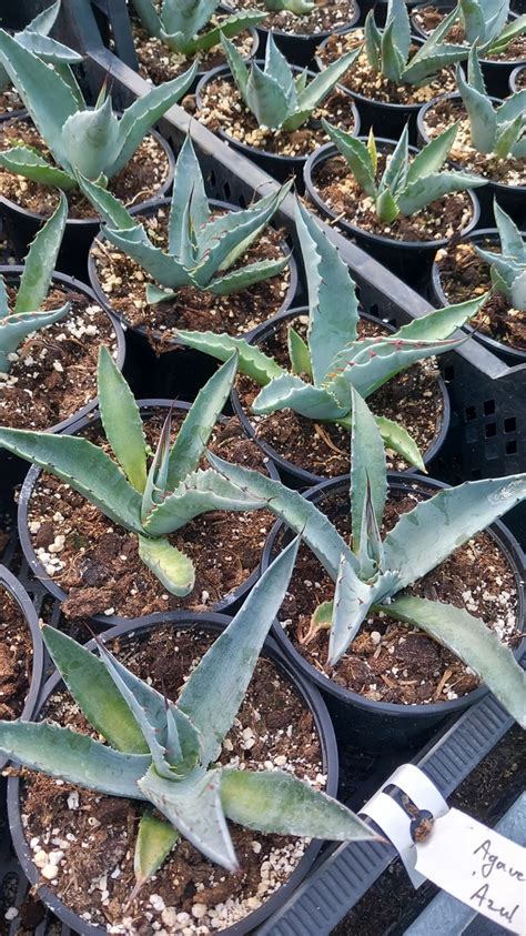 Agave Sp ‘azul Monterrey Bijzondere Tuinplanten
