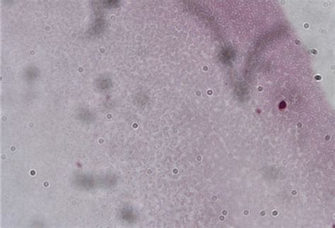 Bio 201 Lab Practical 1 Flashcards Quizlet