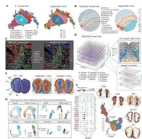 Nucleic Acids Res Deepst 使用深度学习识别空间转录组的空间域 知乎
