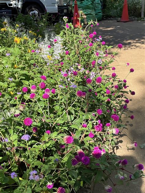 花 目黒自然教育園隣の公園の花 iPad mini で撮ってみた こじゃるちゃんはいつも天下泰平