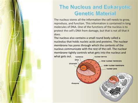 Eukaryotic Cell Structure