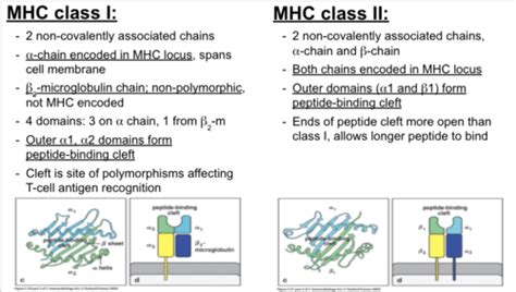 Antigen Presentation To T Cells Flashcards Quizlet