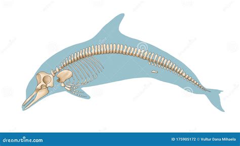 Dolphin Skeleton Drawings