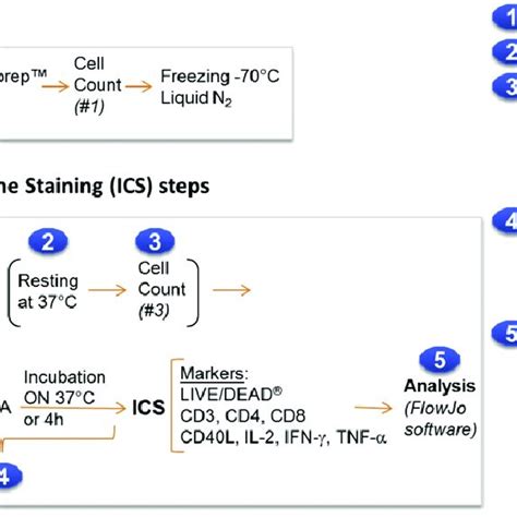 Pbmc Processing A Ics Steps And Investigated Parameters B Ag