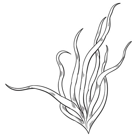 색칠 페이지에 대한 흰색 배경에 고립 된 바다 식물의 흑백 벡터 일러스트 레이 션 프리미엄 벡터