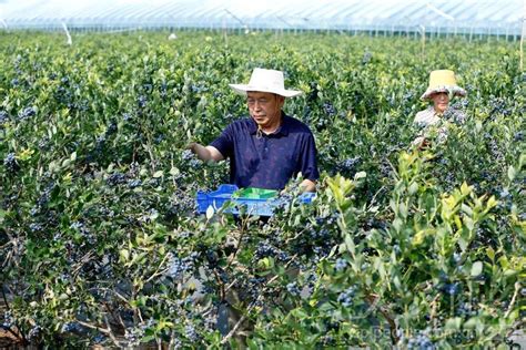 山东青岛：蓝莓结出“致富果” 人民图片网