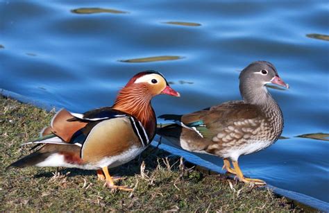 The Most Dramatic Examples Of Sexual Dimorphism