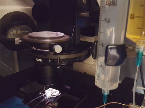 Aging Bacteria Find Their Equilibrium Research Communities By Springer Nature