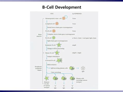 Ppt Organization And Expression Of Immunoglobulin Genes Powerpoint Presentation Id 5580122