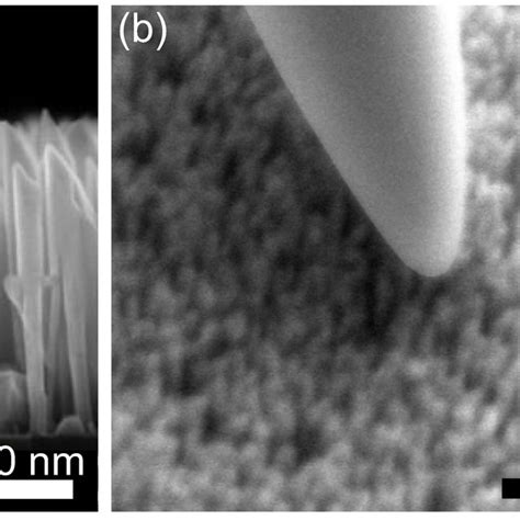 A Cross Sectional Micrograph Of The Investigated Self Assembled Gan