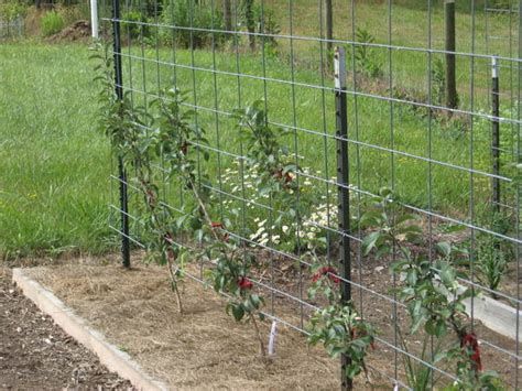 Part 6 Growing Dwarf Fruit Trees In Your Mini Fruit Garden Abundant Mini Gardens