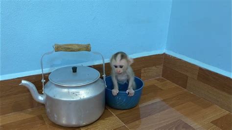 Pr Bb Mnkey Tiny Sit In Small Tub Waitinq For Mom Bath Youtube