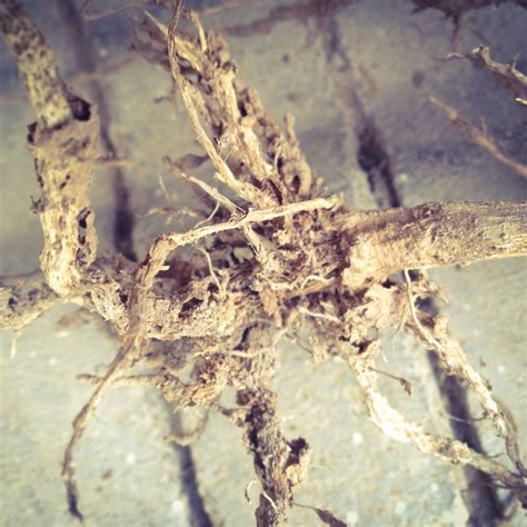 Root Rot Recognizing Preventing And Treatment