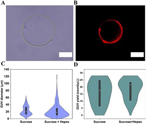 Guvs Synthesized Using Sucrose Buffer Visualized Under A Brightfield