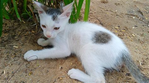 සෙල්ලම් කරමුද🤗 Youtube