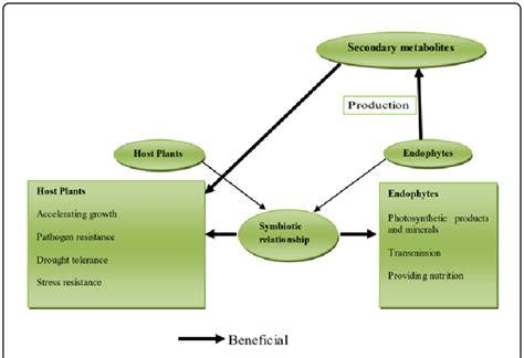 Schematic Relationships Among Host Plants Endophytes And Secondary