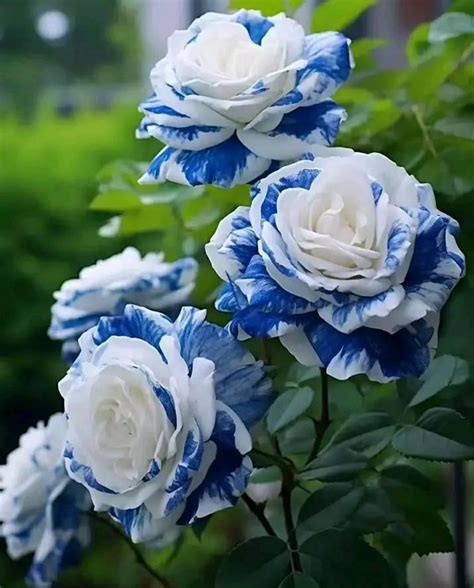 ආදරය සෞන්දර්ය ධර්මයෙන් ප්‍රඥාවට