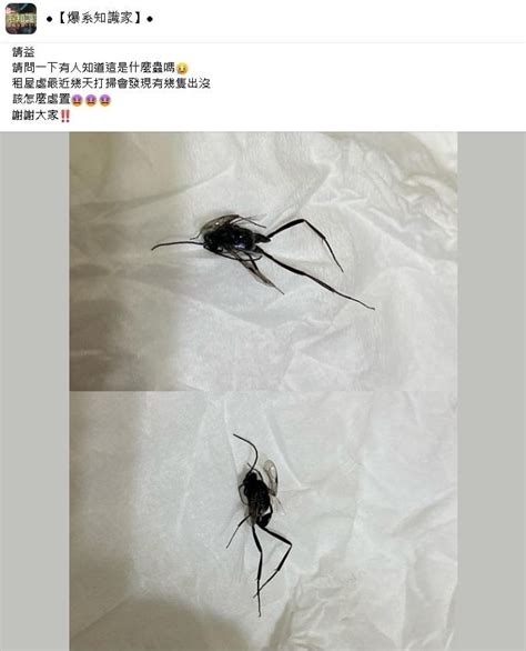 家中驚見黑色「長腳怪蟲」快速彈跳！內行「30年沒看過」急喊別殺｜四季線上4gtv
