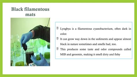 Identification And Examination Of Algae Pptx