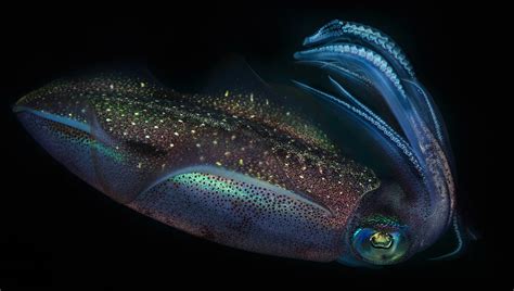 Iridescent Caribbean Reef Squid Woahdude