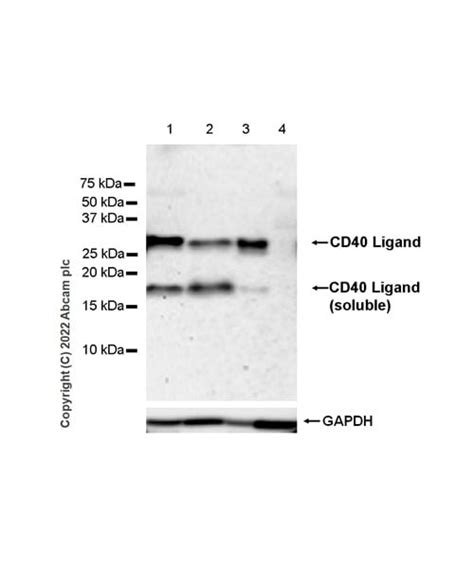 Cd40l重组抗体 Epr26530 17 Cd40l抗体ab303610 Abcam中文官网