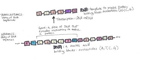 Genomics Transcriptomics And Proteomics For Data Scientists DNA RNA Protein Glass Box