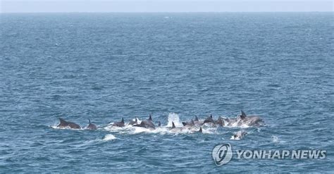 헤엄치는 남방큰돌고래 무리
