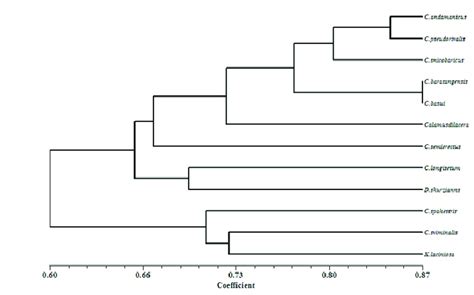 Dendrogram Of Rapd Markers Download Scientific Diagram