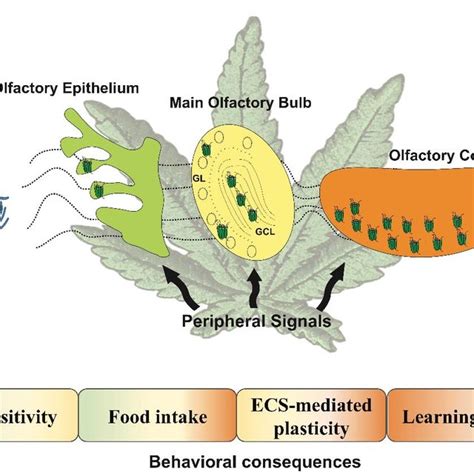 Main Functions Regulated By The Cannabinoid Signaling Described In The