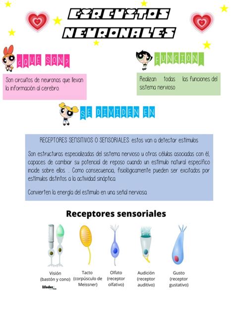 Circuitos Neuronales Pdf Dolor Estímulo Fisiología