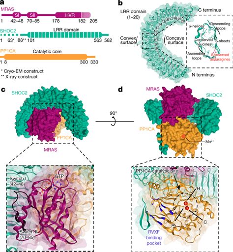 Structure Of Apo Shoc2 And The Smp Holophosphatase Complex A Schematic Download Scientific