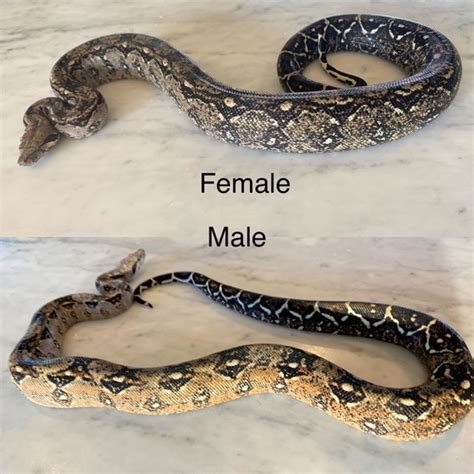 Pair 2020 Taumalipas Cloud Forest Mexican Dwarf Boas Boa Constrictor By Northern Michigan Boas