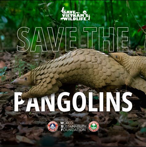 March Pangolin Conservation Campaign Join Us In Protecting These