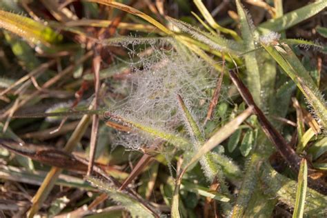 Dew Covering The Spier Web And Grass Stock Image Image Of Green Clovers 156850909