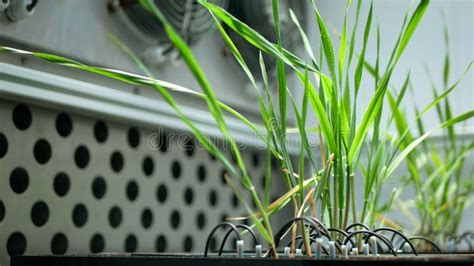 Science Barley Hordeum Vulgare Leaves Leaf Biotechnology Phytotron