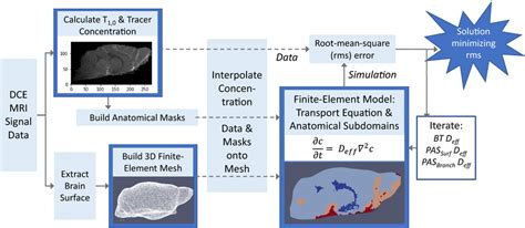 Schematic Of Brain Transport Analysis Using Finite Element Modeling