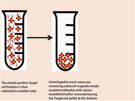 Haematology In A NutShell PBMC Isolation Using The Miltenyi Biotec MACS Cell Separation Technology
