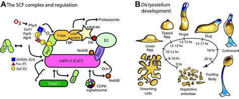 The Scf Complex And Dictyostelium Development A Schematic