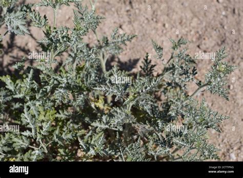 Pinnately Lobed Leaves Hi Res Stock Photography And Images Alamy Pinnately Lobed Leaves Hi Res Stock Photography And Images Alamy