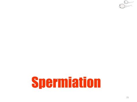 Differentiation And Maturation Of Spermatogenic Stem Cell Pptx