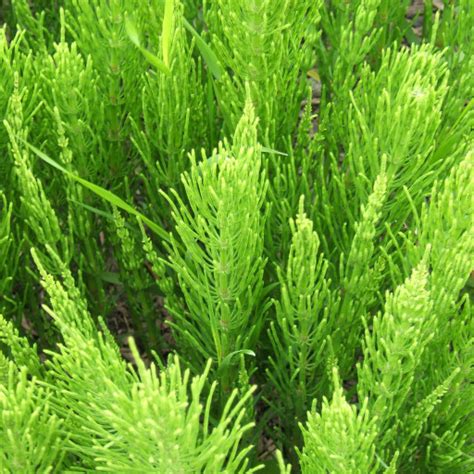 Field Horsetail Equisetum Arvense Plant Care And How To Grow Water