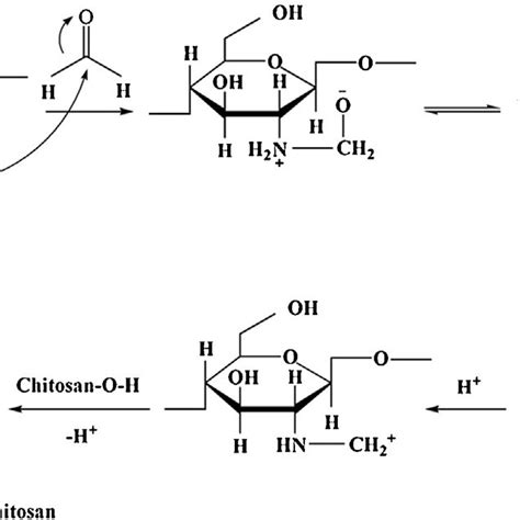 Cross Linking Reaction Of Chitosan With Formaldehyde Download