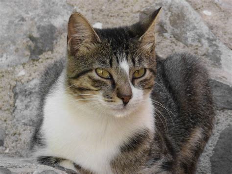 Безплатна снимка котешки фауна мустаци гръбначен котка зелени очи европейска котка