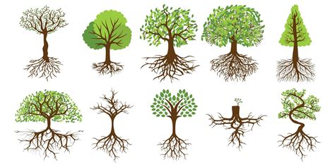Tree Roots Above Ground Vector