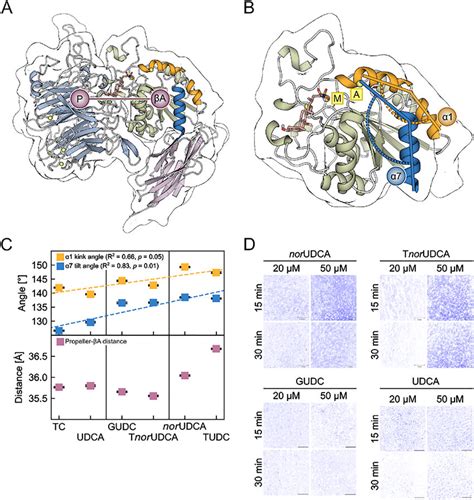 Geometric Descriptors And Activation Of α5β1 Integrin In Md Simulations Download Scientific